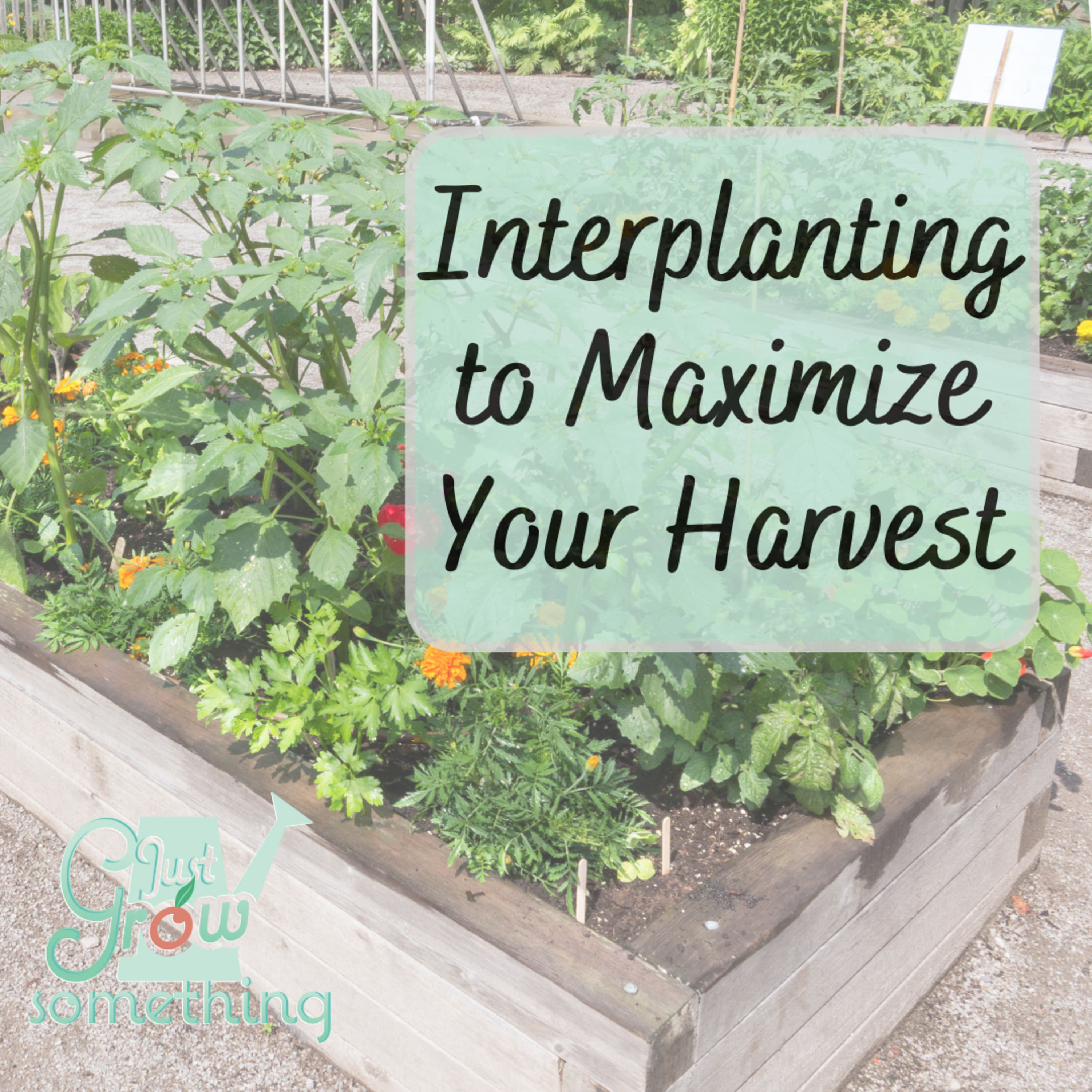 Interplanting to Maximize Your Harvest - Ep. 180 | Just Grow Something ...