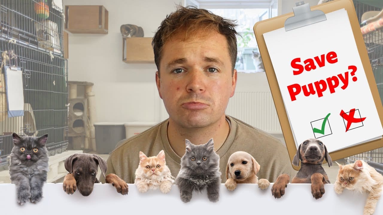 Analyzing Animal Shelter Data with Plotly Dash Python (Full Data Science Project)