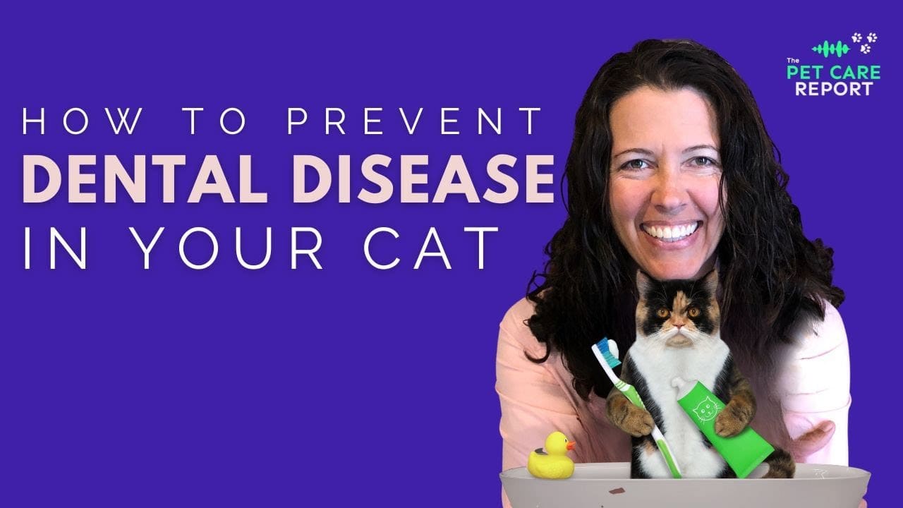 Cat Dental Disease Prevention | The Pet Care Report Podcast | By Pet ...
