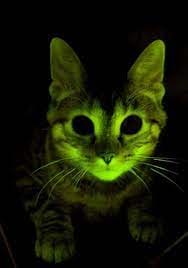 What should we do with all the ray cats? with Matt Caplan | My Nuclear Life